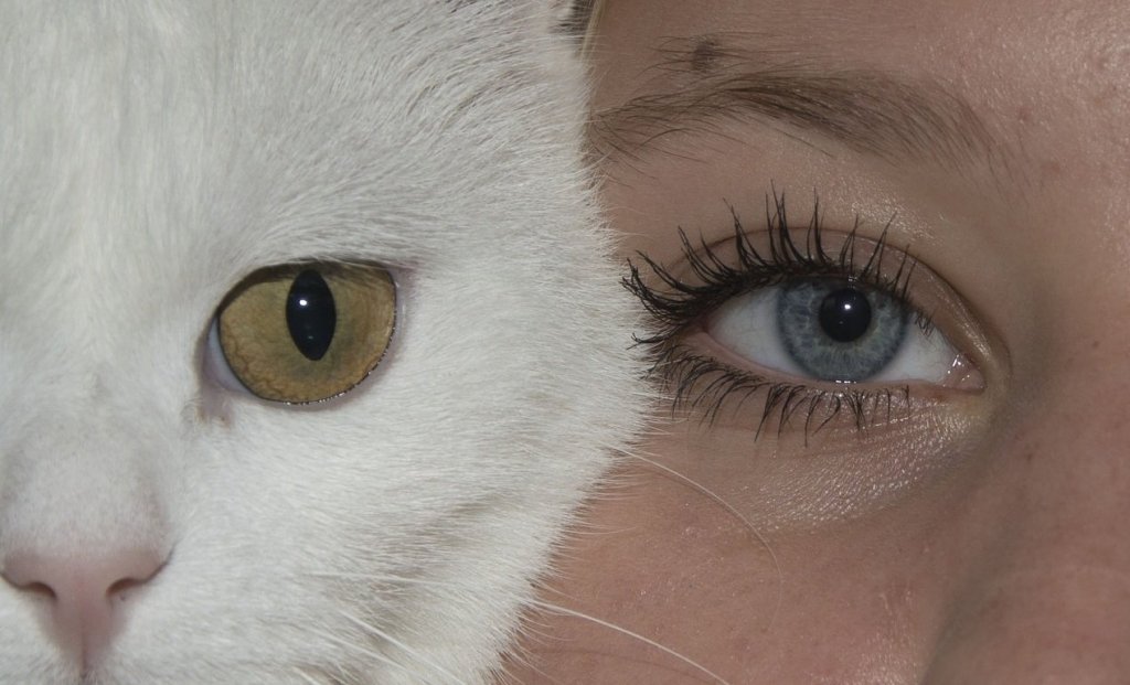 Adoptie katten - Adoptie.net